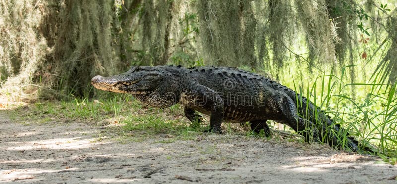 An Alligator Portrait stock image. Image of clip, florida - 193671299