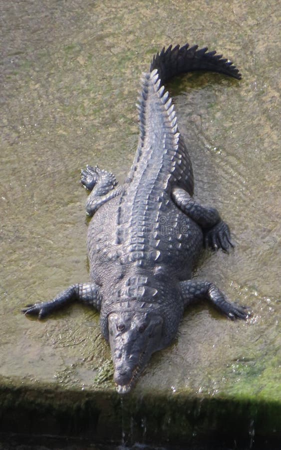 Alligator predator reptile stock image. Image of lizard - 250369529