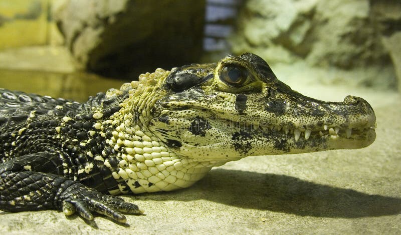 Cayman / alligator stock photo. Image of water, cayman - 41375270