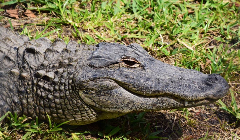 Portrait of an Alligator stock image. Image of dangerous - 22378477