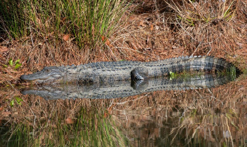 Alligator Reflection in a Pond Stock Photo - Image of nature, carolina ...