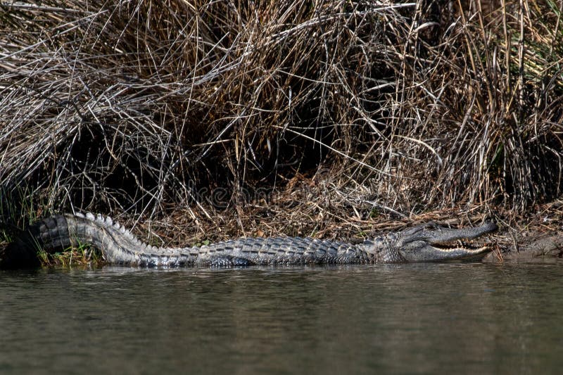 Alligator Reflection in a Pond Stock Image - Image of spring, wildlife ...