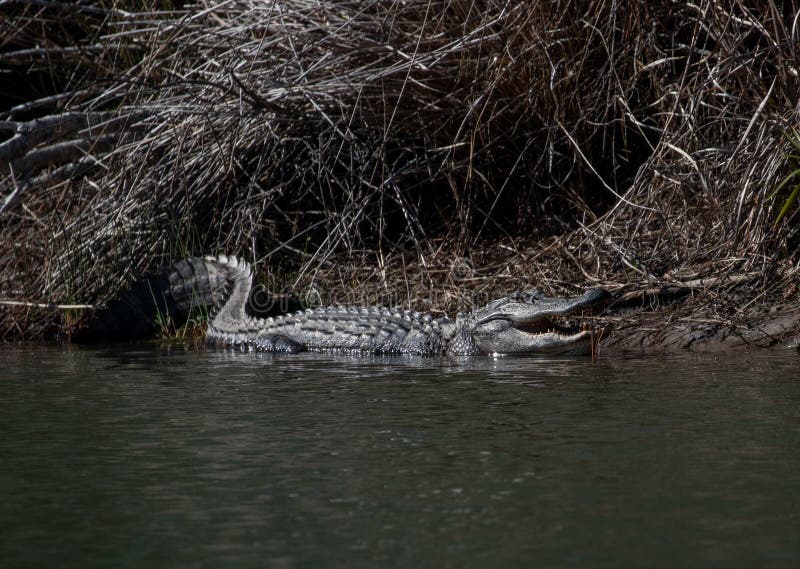 Alligator Reflection in a Pond Stock Photo - Image of wildlife, tree ...