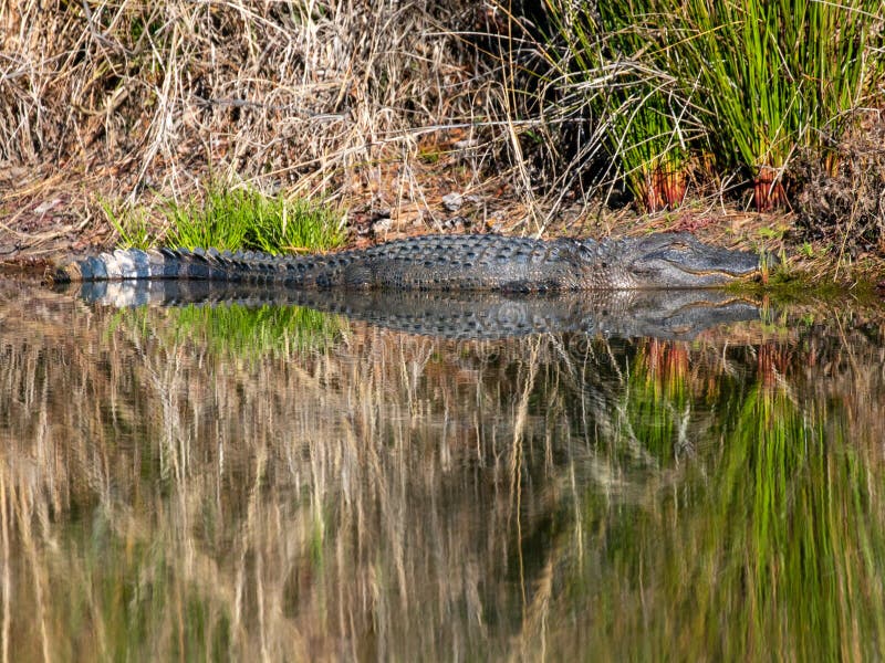 Alligator Reflection in a Pond Stock Image - Image of reflection ...