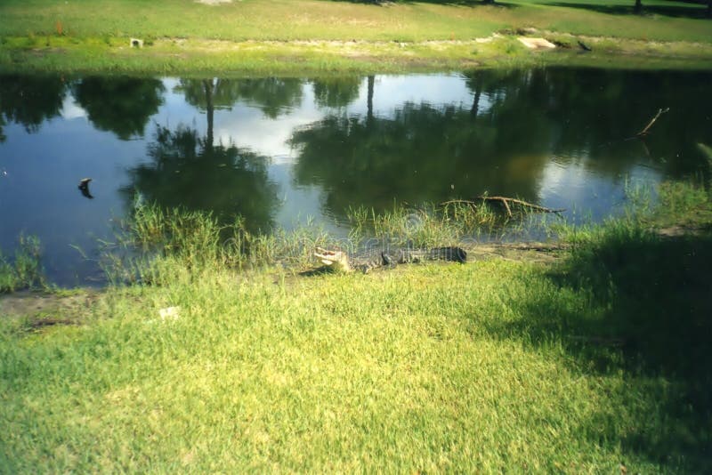 Relaxing on the Pond Bank stock image. Image of stream - 119693695