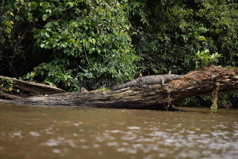 Alligator Reptile Resting on a Tree Branch on the Beach with Trees by ...