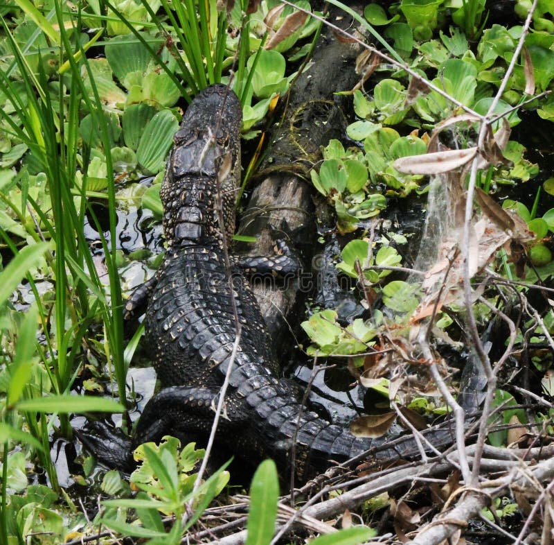 A Young Alligator in a Small Florida a Swamp Resting. Stock Photo ...