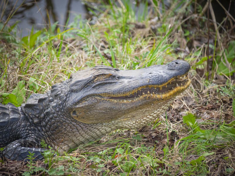 Fat Alligator on Ground stock image. Image of animal - 87753091