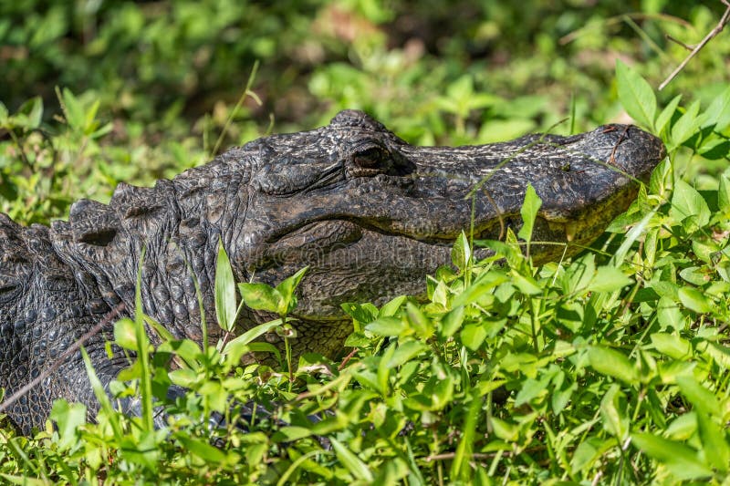 Alligator Resting in Natural Habitat Stock Photo - Image of animal ...