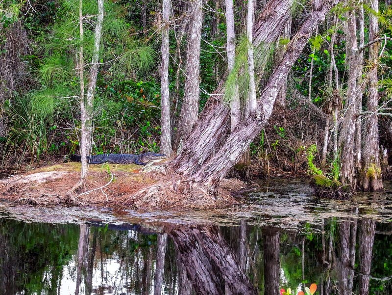 Alligator Resting on a Spot of Dry Ground in a Cypress Swamp Stock ...
