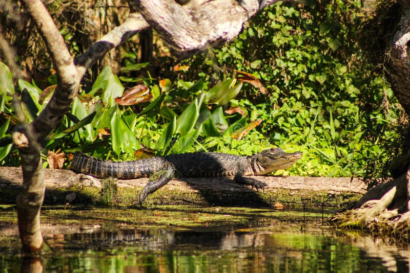 Alligator Rests on a Fallen Log in the Middle of the Swamp Stock Image ...