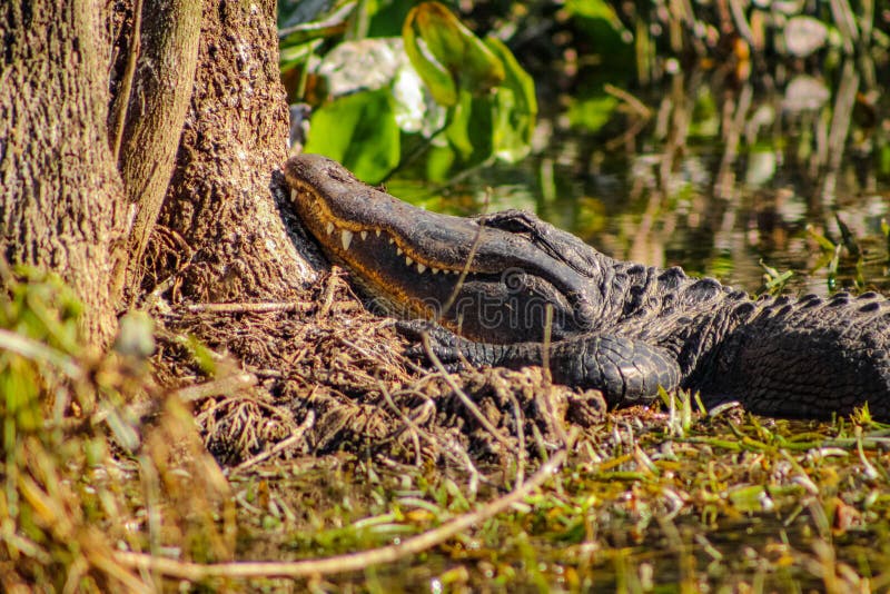An Alligator Rests Its Head on the Curve of a Tree Stock Image - Image ...