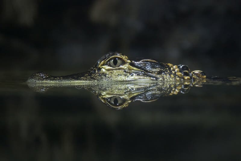 Alligator s head stock image. Image of reflection, head - 11017995
