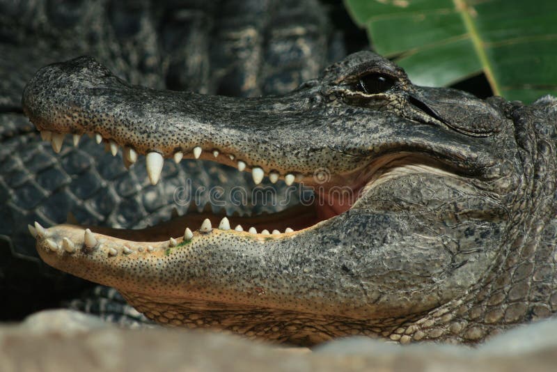 An Alligator s Face stock photo. Image of smile, k10d - 2160650