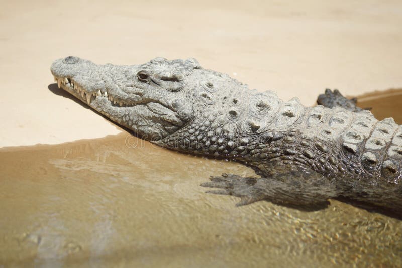 Alligator on sand stock photo. Image of jaws, nature - 30796898