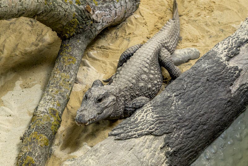 Alligator on sand stock photo. Image of curious, safari - 88132564