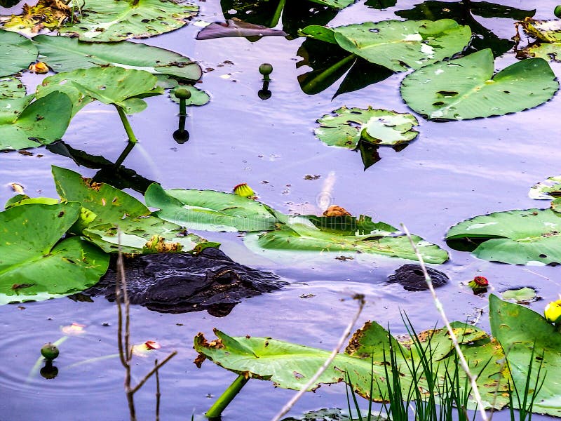 Alligator Setting Up an Ambush in the Lilly Pads Stock Photo - Image of ...