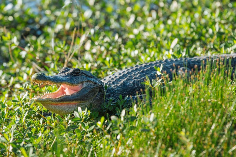 Alligator Showing His Teeth Stock Image - Image of reptile, american ...