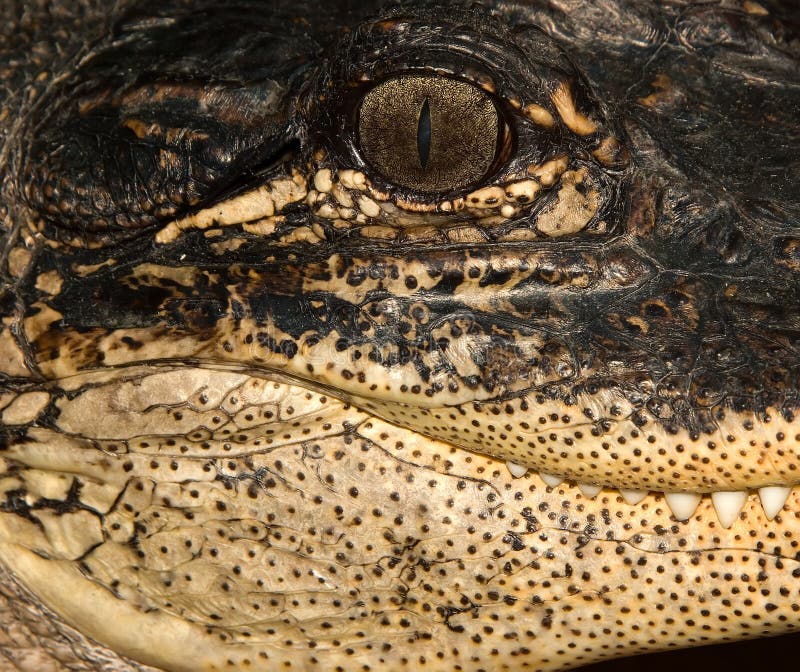 Close-Up Alligator Face 2 stock image. Image of alligator - 2162449