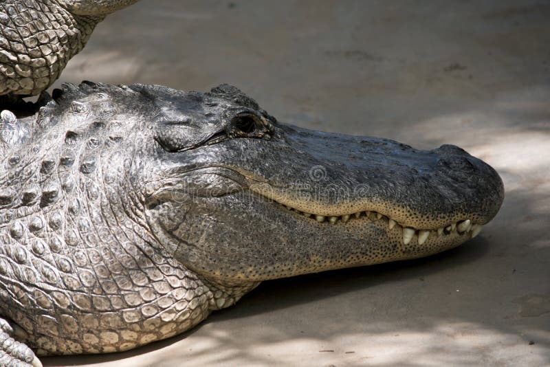 Alligator side view stock image. Image of deadly, malicious - 132932089