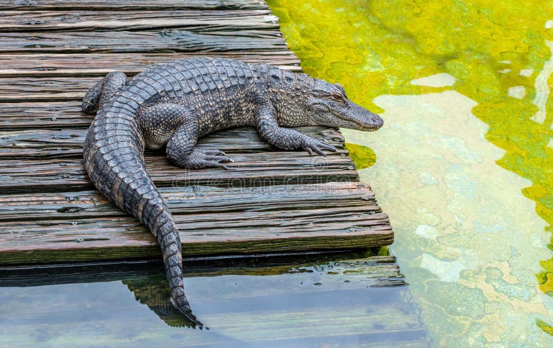 Alligator Sitting on a Dock in Orlando, Florida Stock Image - Image of ...