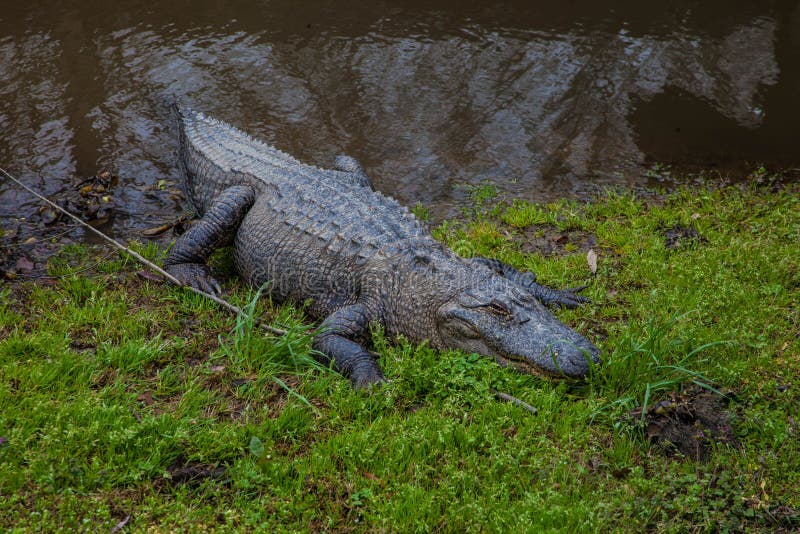 Alligator Sitting on the Grass. Stock Image - Image of predator, mean ...