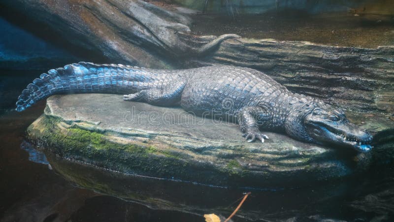 Alligator stock image. Image of sitting, sleeping, alligator - 91576161