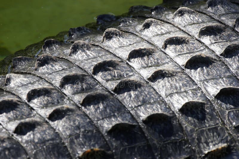 Alligator Skin stock image. Image of animal, scales, reptile - 1165907
