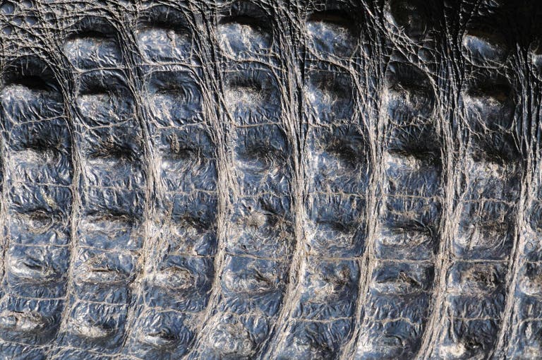 312 Gator Skin Pattern Stock Photos - Free & Royalty-Free Stock Photos ...