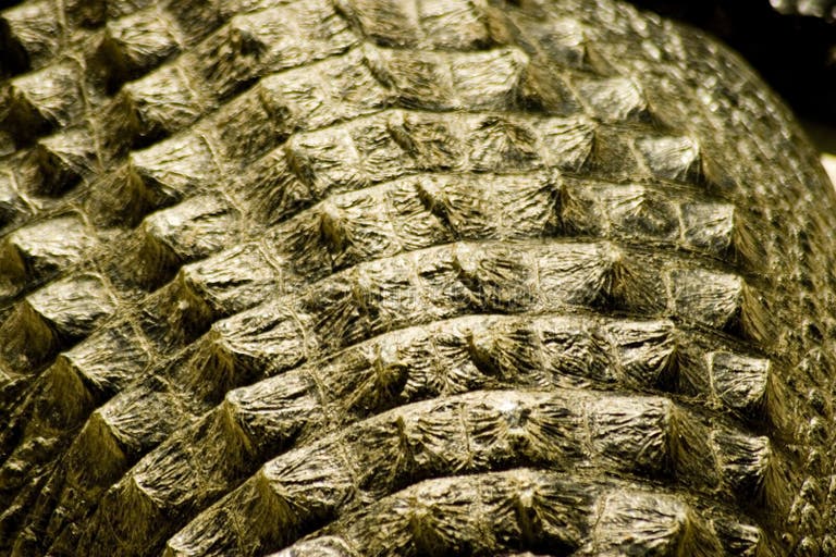 Alligator skin stock photo. Image of green, skin, alligator - 1550432