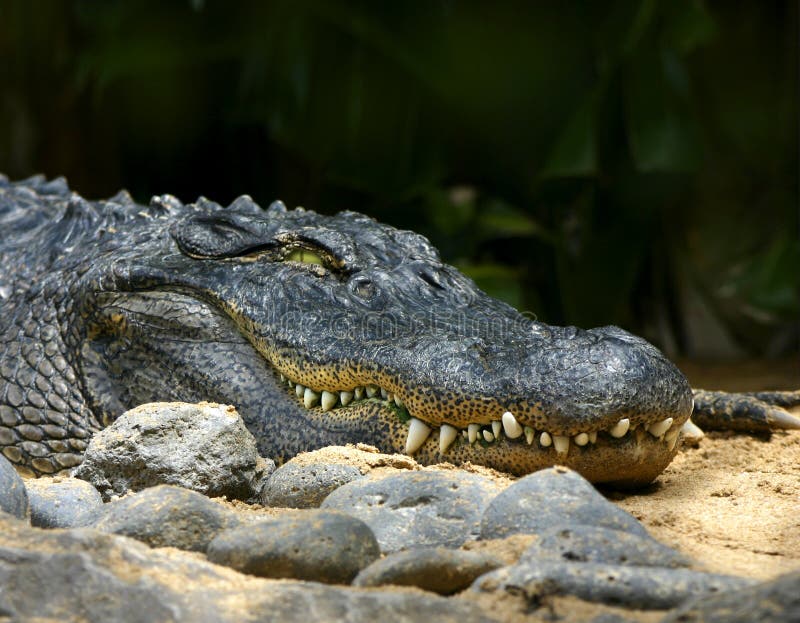 301 Smiling Alligator Stock Photos - Free & Royalty-Free Stock Photos ...