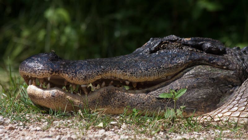 233 Smiling Alligator Stock Photos - Free & Royalty-Free Stock Photos ...