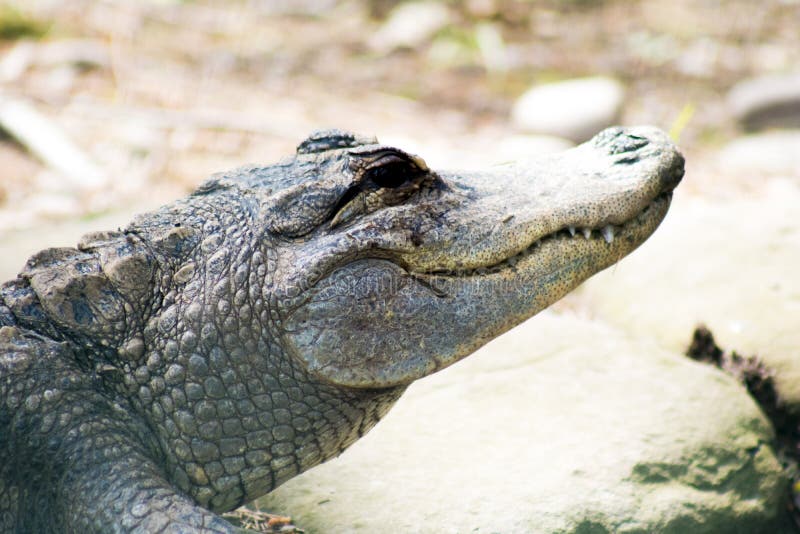 Smiling gator youth stock photo. Image of crocodilian - 95154264
