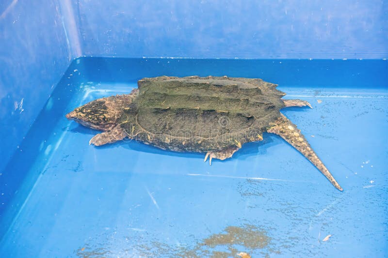 Alligator snapping turtle stock photo. Image of scary - 323840952