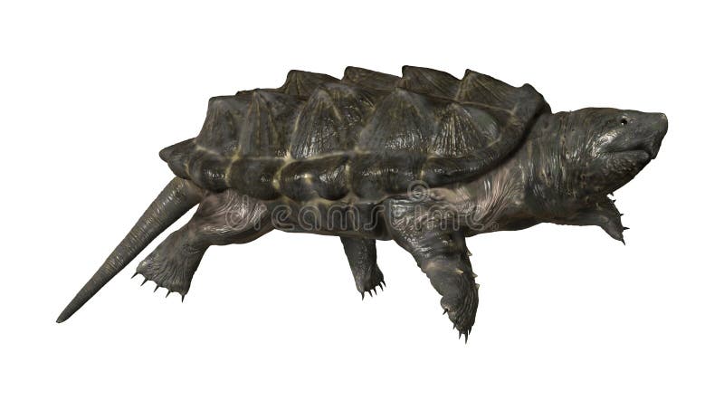 Snapping Turtle Stock Illustrations – 117 Snapping Turtle Stock ...