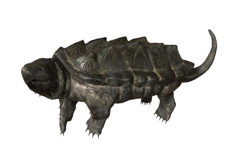 Snapping Turtle Clip Art
