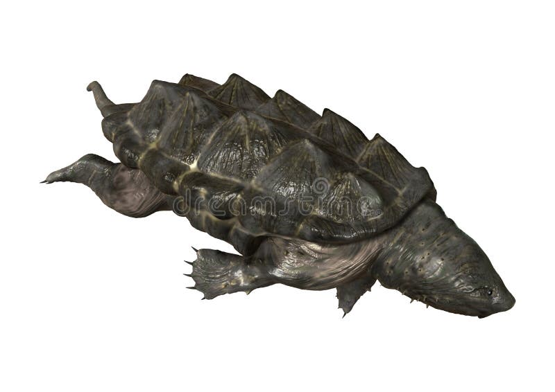 Turtle stock vector. Illustration of cute, happy, color - 21655319