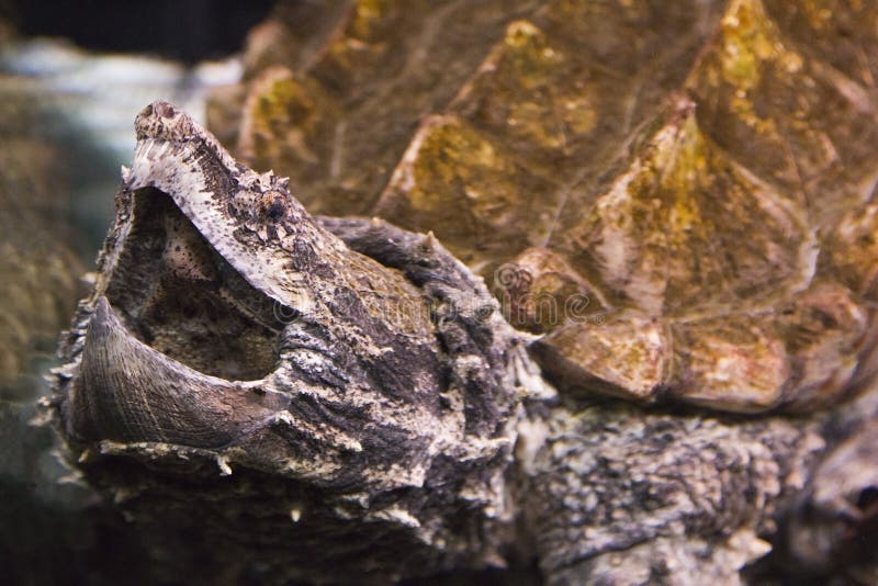 The Alligator Snapping Turtle is Lying on the Bottom with Its Head Up ...