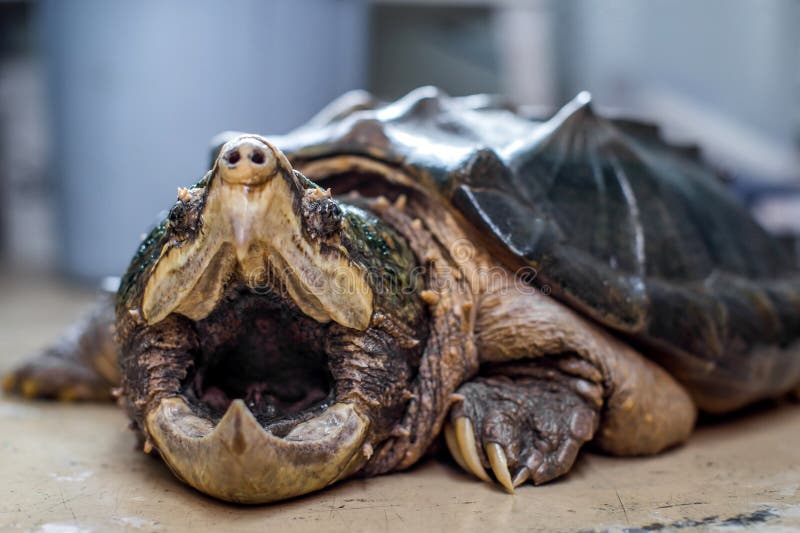 Alligator snapping turtle stock photo. Image of tortoise - 271470310