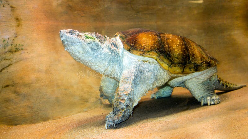 Alligator Snapping Turtle stock photo. Image of neck - 94088720