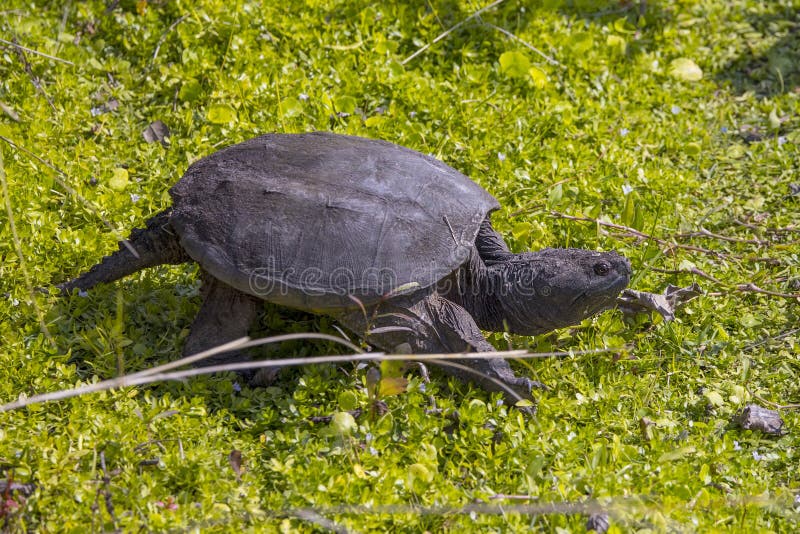 Alligator Snapping Turtle Walking on Grass Stock Photo - Image of ...