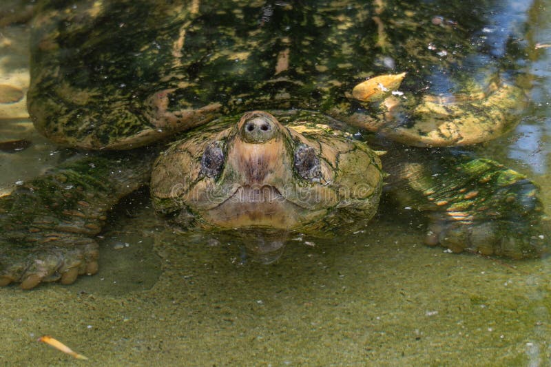 Alligator Snapping Turtle in Water Stock Image - Image of reptile ...