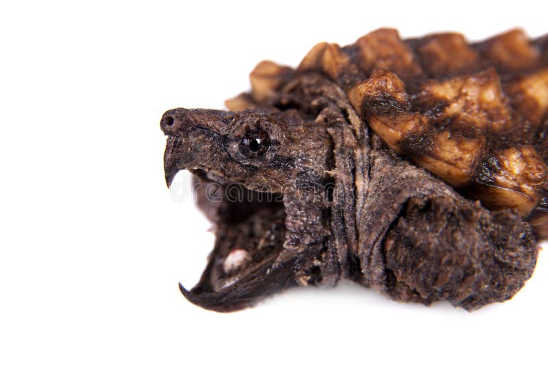 Alligator Snapping Turtle on White Stock Photo - Image of saurian, slow ...