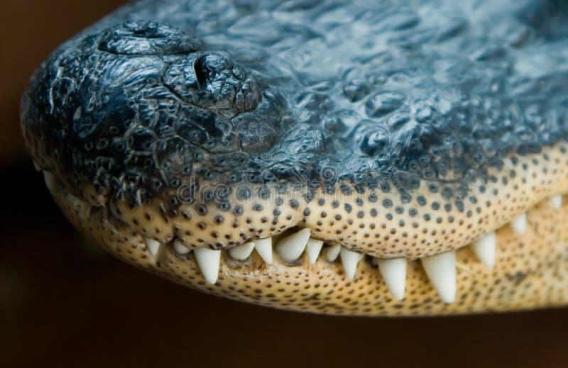 Alligator Snout stock image. Image of marine, nature, mouth - 2117377