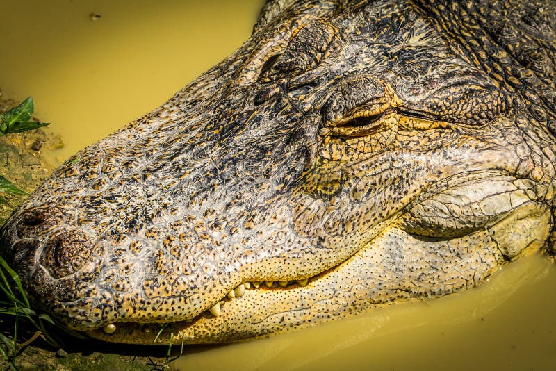 Alligator Snout stock image. Image of green, alligator - 79259061