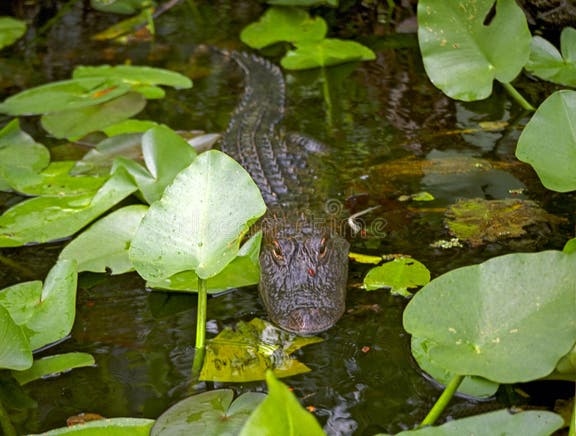Alligator Stalking stock image. Image of predator, everglades - 2103105