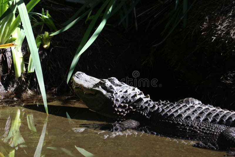 Alligator in the sun stock photo. Image of relaxing - 141502586