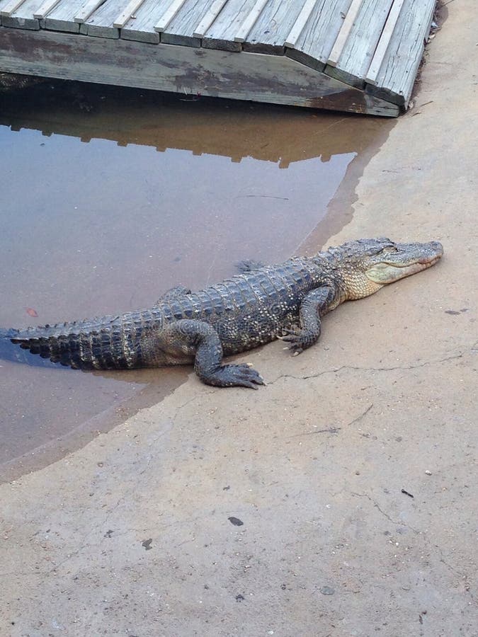 Alligator stock image. Image of morning, beautiful, alligator - 57370653