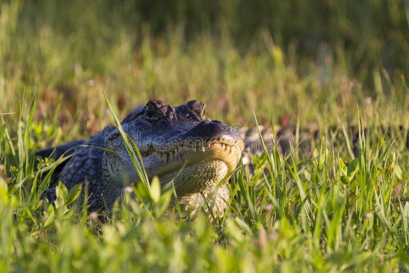 Alligator Sunning in the Grass Stock Photo - Image of teeth, laying ...