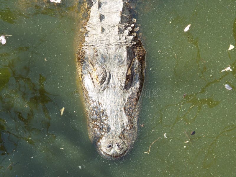Alligator stock photo. Image of edge, wildlife, alligator - 54363870